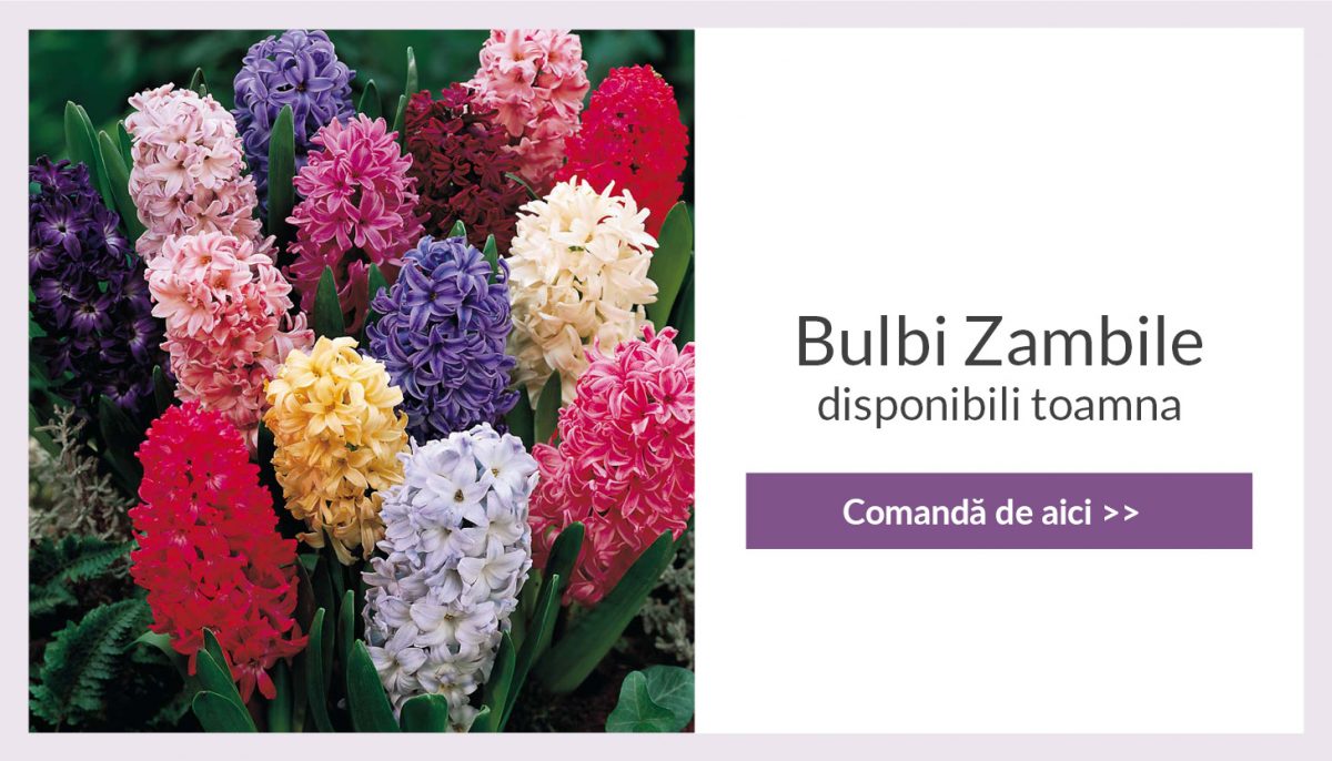 Zambile - plantare ingrijire - Blog.Anthesis.ro