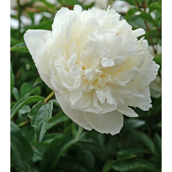 Plante Bujor hybrid Marie Lemoine