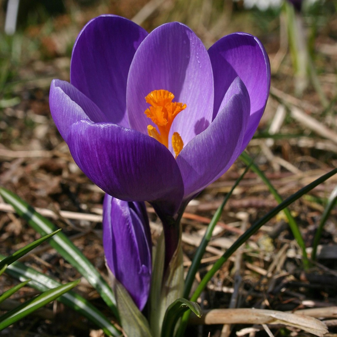 Bulbi crocus Flower Record (Crocus vernus) -pachet 10 bulbi