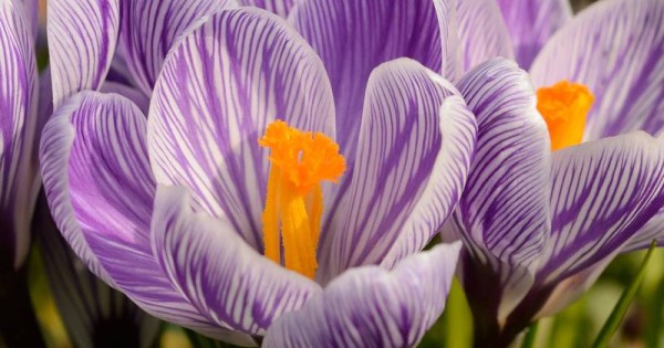 Bulbi crocus King of the Striped (Crocus vernus) -pachet 10 bulbi
