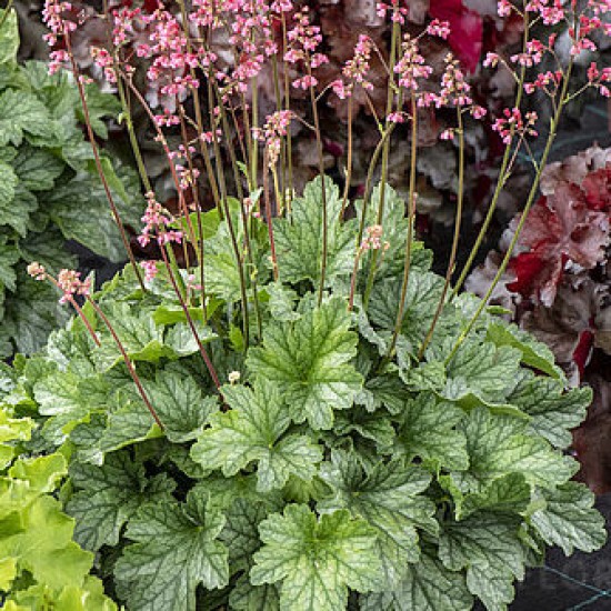 Plante Heuchera Rex Peppermint - Heuchera