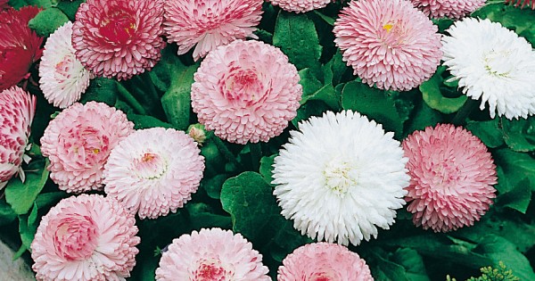 Seminte BELLIS perennis Goliath Mixed - Paralute, Banutei