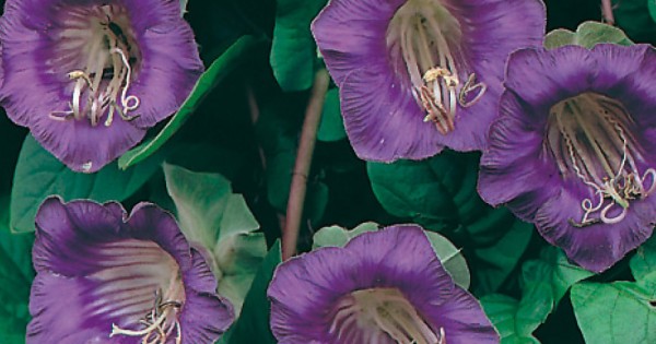 Seminte COBAEA scandens - Cobea mov