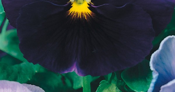 Seminte VIOLA wittrockiana Beaconsfield - Panselute bicolor