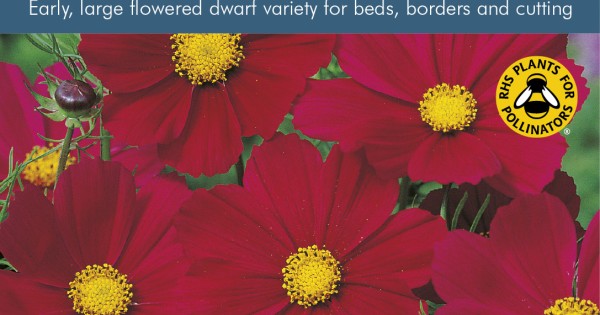 Seminte COSMOS bipinnatus - Gazebo Red-Mararite