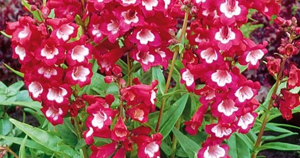 Seminte PENSTEMON hartwegii - Scarlet Queen-Degetar