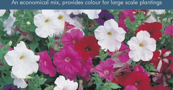 Seminte PETUNIA multiflora- Bedding Mixed -Petunia
