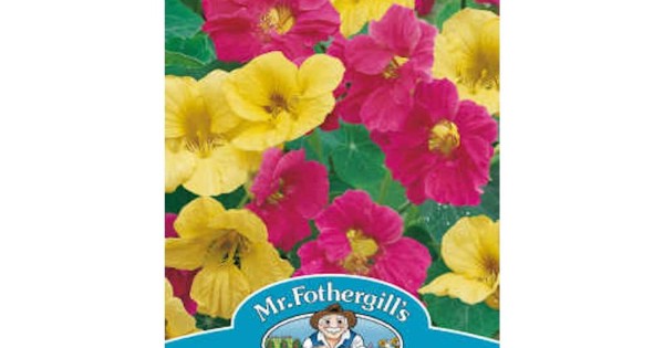 Seminte TROPAEOLUM majus-Nasturtium- Summer Carousel-Condurul doamnei ...