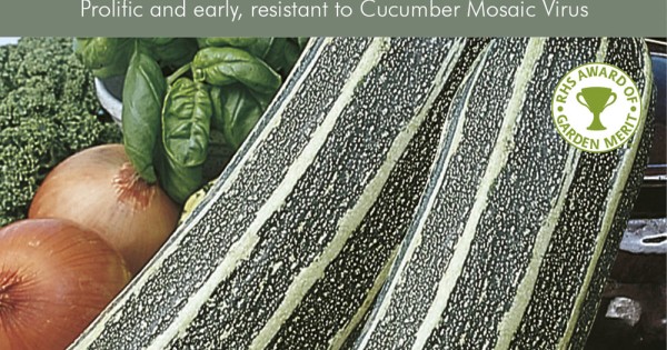 Seminte CUCURBITA pepo-Marrow- Tiger Cross - Dovlecel dungat lung ...