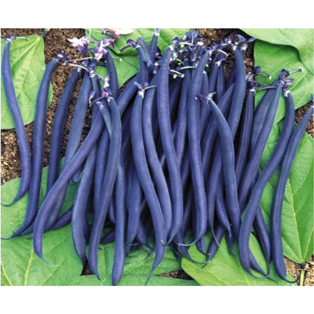 Seminte PHASEOLUS vulgaris-Dwarf Bean-Amethyst-Fasole pitica cu teci mov