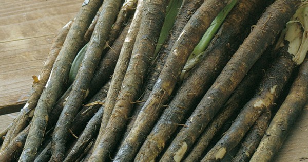 Seminte SCORZONERA hispanica Duplex - Barba Caprei