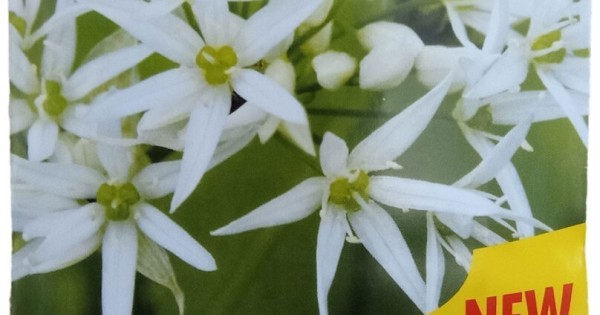 Seminte ALLIUM ursinum- Garlic (Wild) -Usturoi salbatic, cu frunza lata