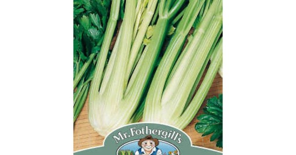 Seminte APIUM graveolens-Celery- Green Sleeves-Telina de petiol