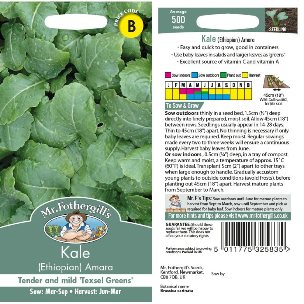 Seminte BRASSICA ol. carinata-Kale- (Etiopian) Amara-Varza de frunze ...