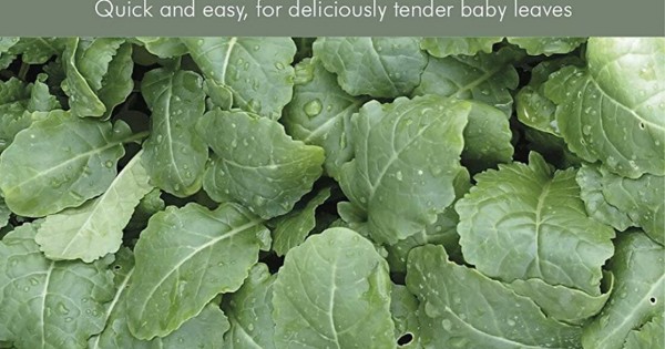 Seminte BRASSICA ol. carinata-Kale- (Etiopian) Amara-Varza de frunze ...