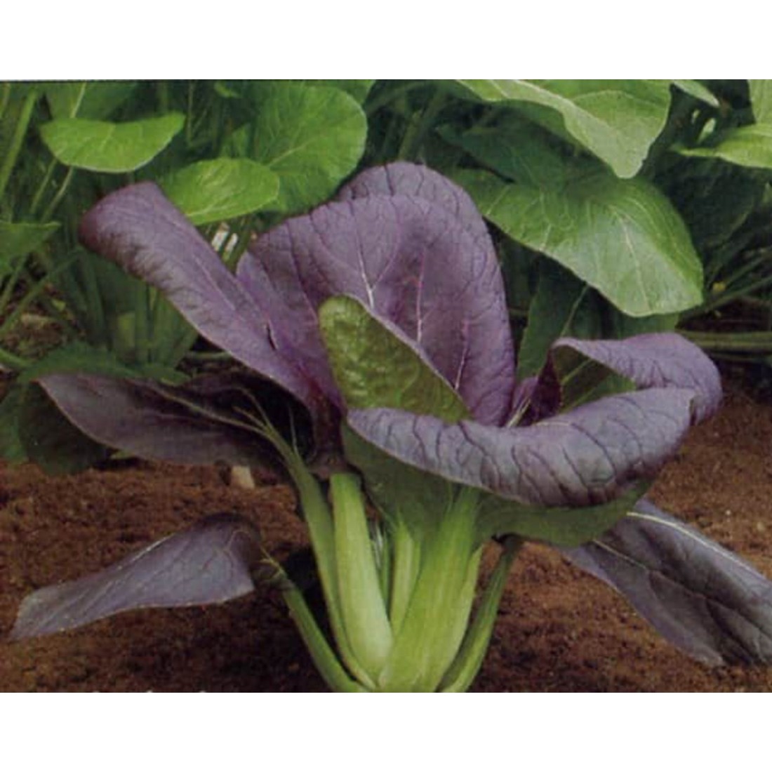 Seminte BRASSICA-Pak Choi- rapa chinensis Red Choi F1-Varza chinezeasca
