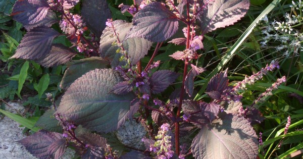 Seminte PERILLA frutescens-Herbs Shiso- Purple (Korean Perilla ...