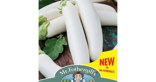Seminte SOLANUM melongena-Aubergine- White Knight F1 -Vinete albe ...