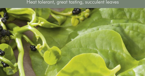 Seminte SPINACIA (Basella alba)-Herbs Spinach Climbing- Malabar Spinach ...