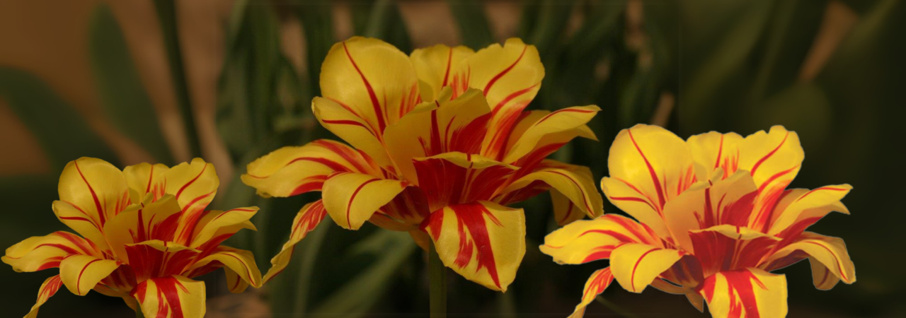 Anthesis International | Bulbi de flori | Seminte flori | Plante decorative